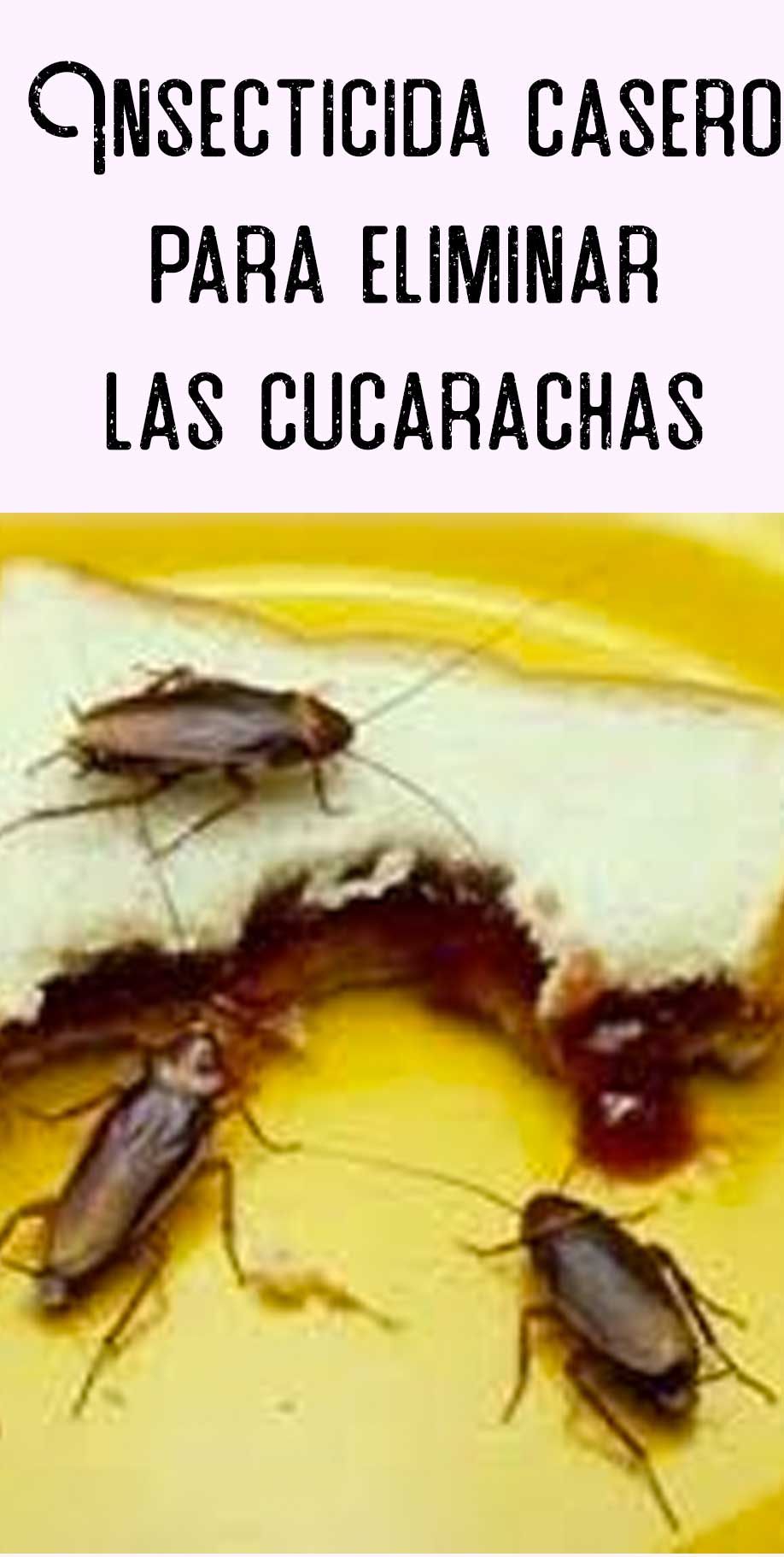 Como matar o acabar con las cucarachas Como matar o acabar con las cucarachas
